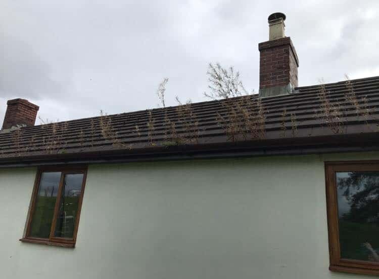Roof Cleaning and Moss Removal - Pristine Clean